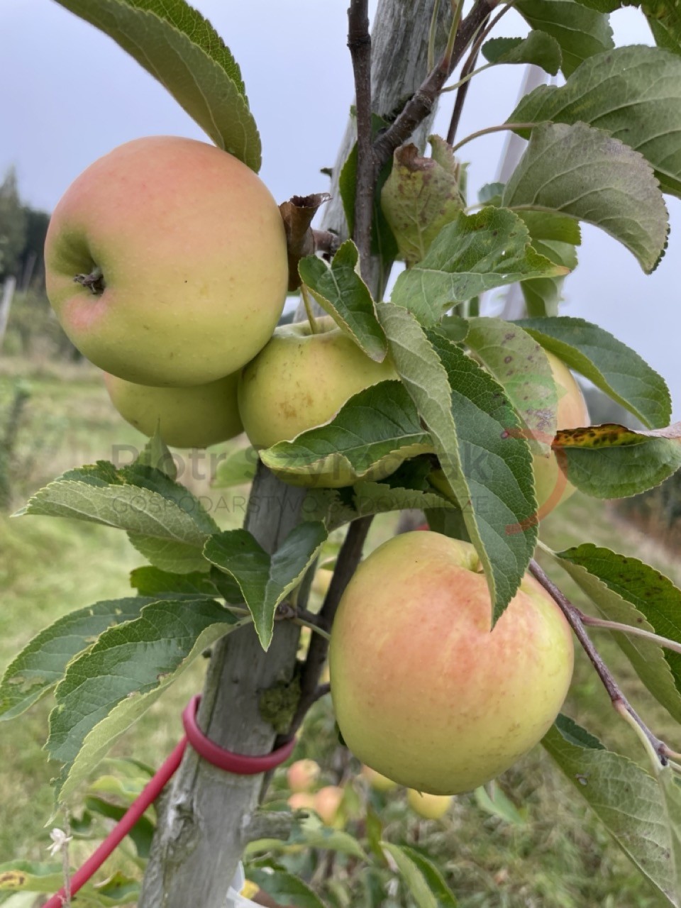 Sadzonki Golden delicious - szkółka drzewek owocowych Szymczaksad