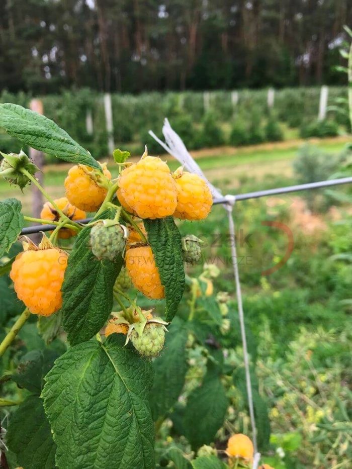 Sadzonki malin - szkółka drzew owocowych Szymczak