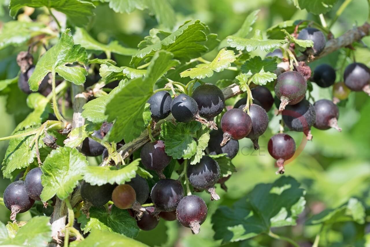 Porzeczkoagrest josta sadzonka krzew szkółka szymczaksad