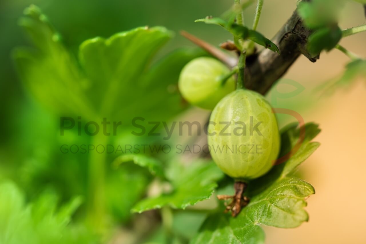 sadzonka krzew agrest mucurines szkółka drzewek owocowych Szymczaksad