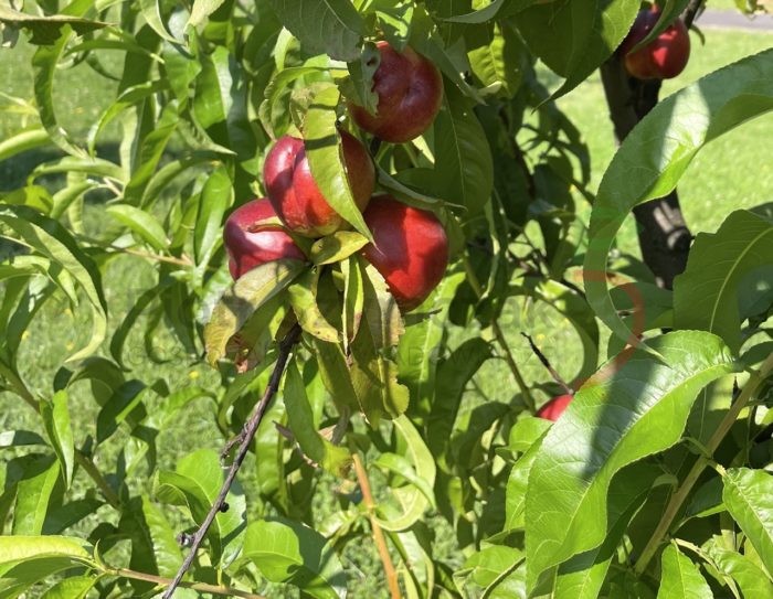 Red Gold - Piotr Szymczak Gospodarstwo Sadownicze